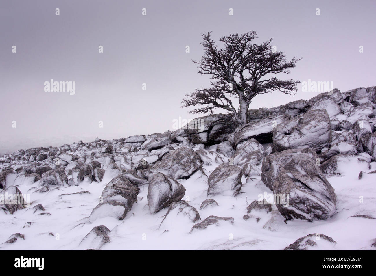 Lonely thorn bush, in winter, on limestone outcrop, Fell End Clouds ...