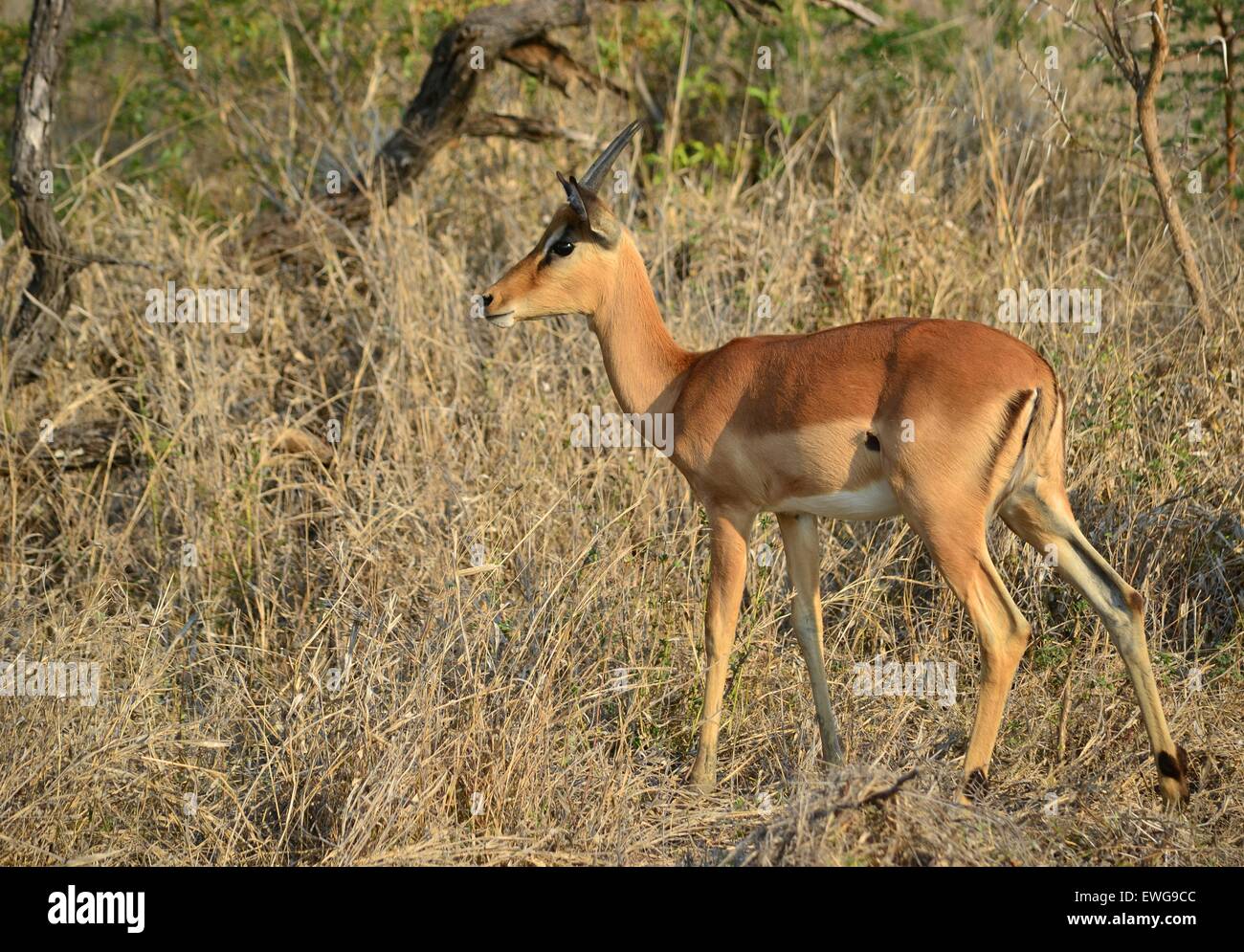 Beautiful gazelle hi-res stock photography and images - Alamy