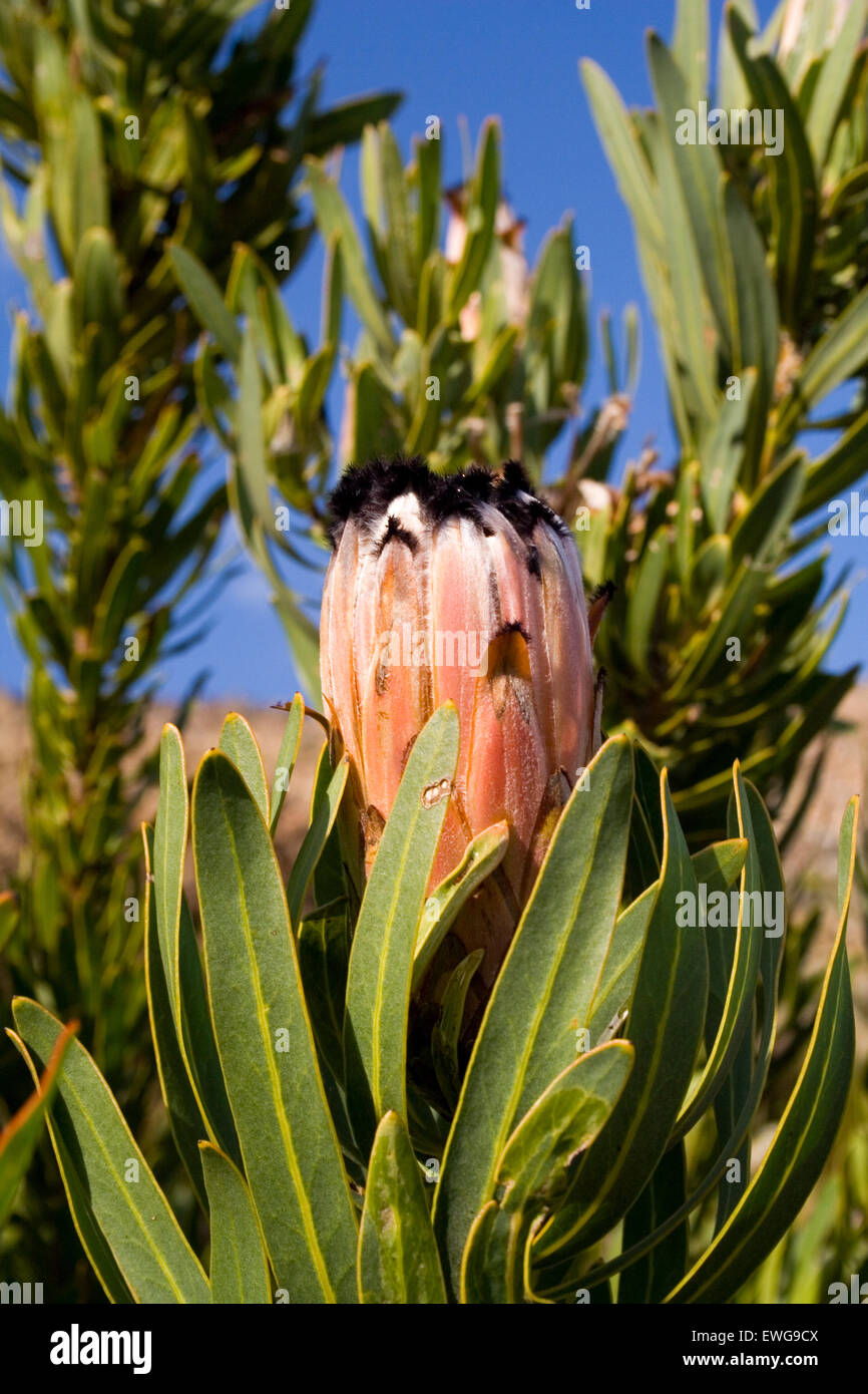 Protea with pink petals with fuzzy black tips. Pure blue skies Stock ...