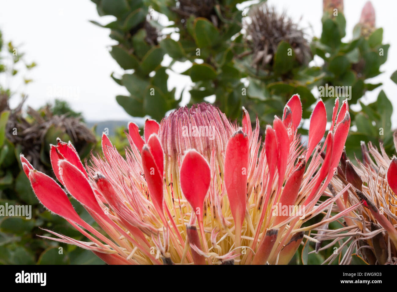 Fuzzy edge hi-res stock photography and images - Alamy