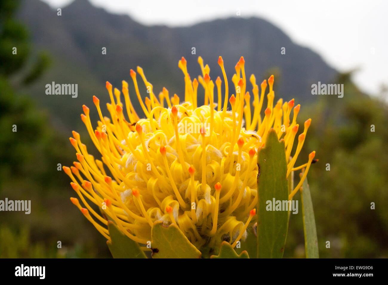 Yellow protea pin cushion opening with mountains in the background ...