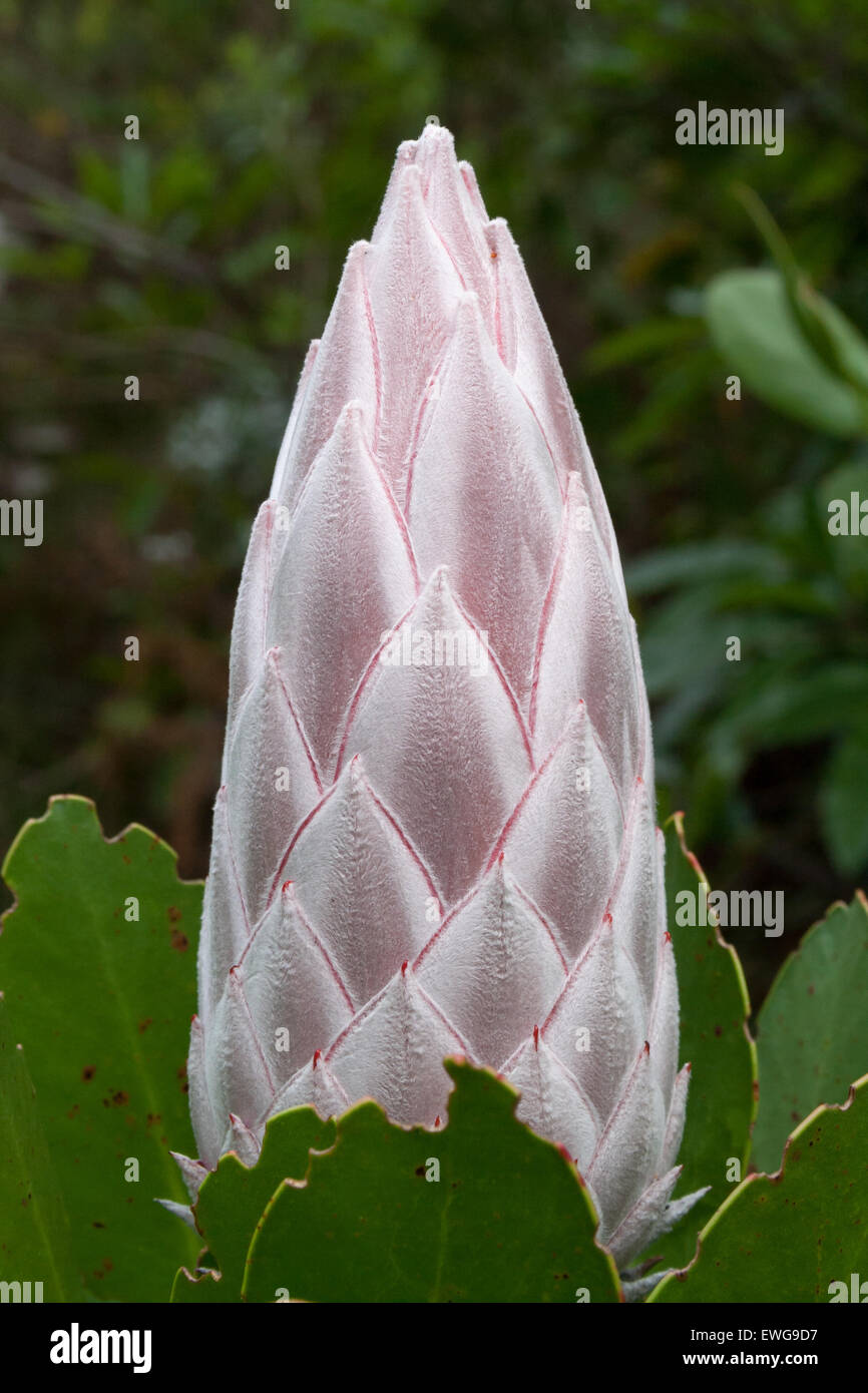 Unopened cone hi-res stock photography and images - Alamy