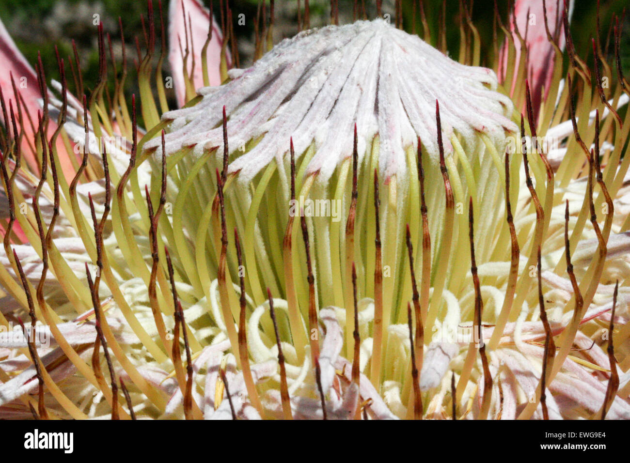 close up of the inside of a king protea Stock Photo - Alamy