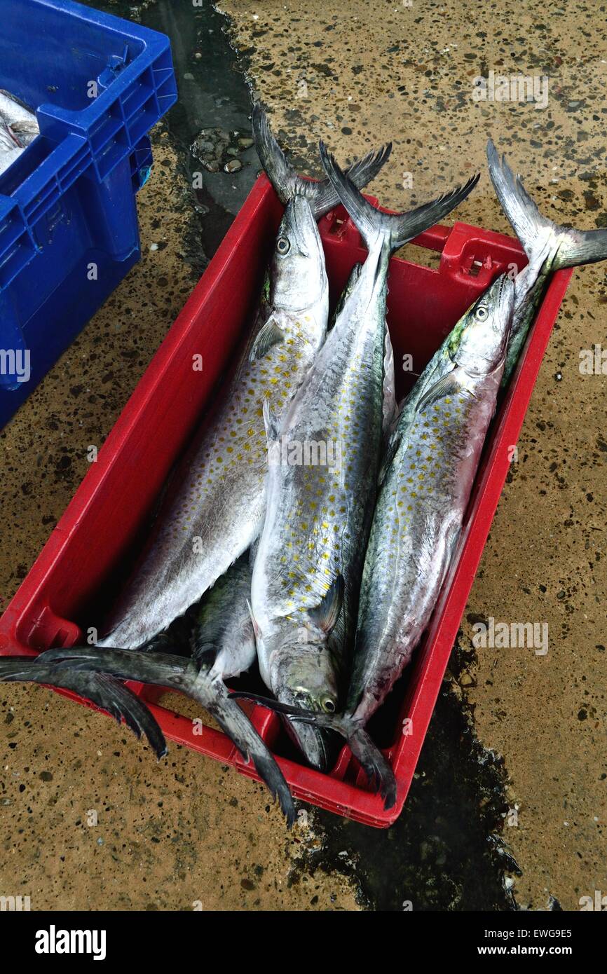 Fish market peru tumbes hi-res stock photography and images - Alamy