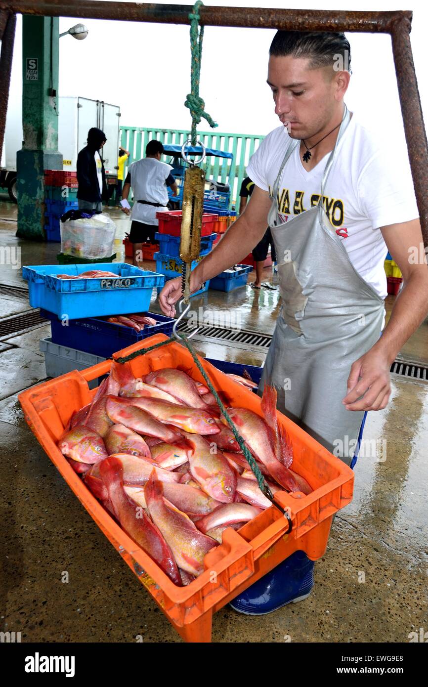 Gallo peru hi-res stock photography and images - Alamy