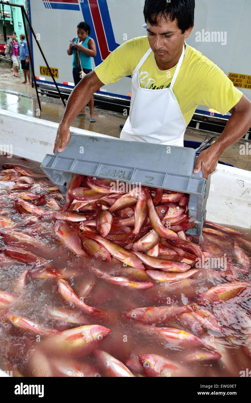 Gallo peru hi-res stock photography and images - Alamy