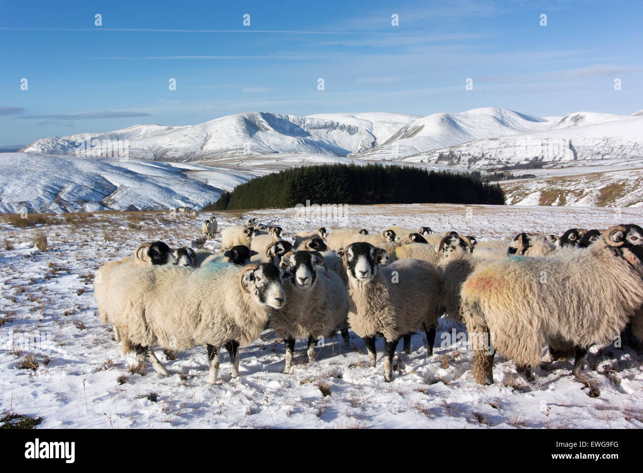 Feeding flock of Swaledale ewes on high moorland in snow, with Howgill ...