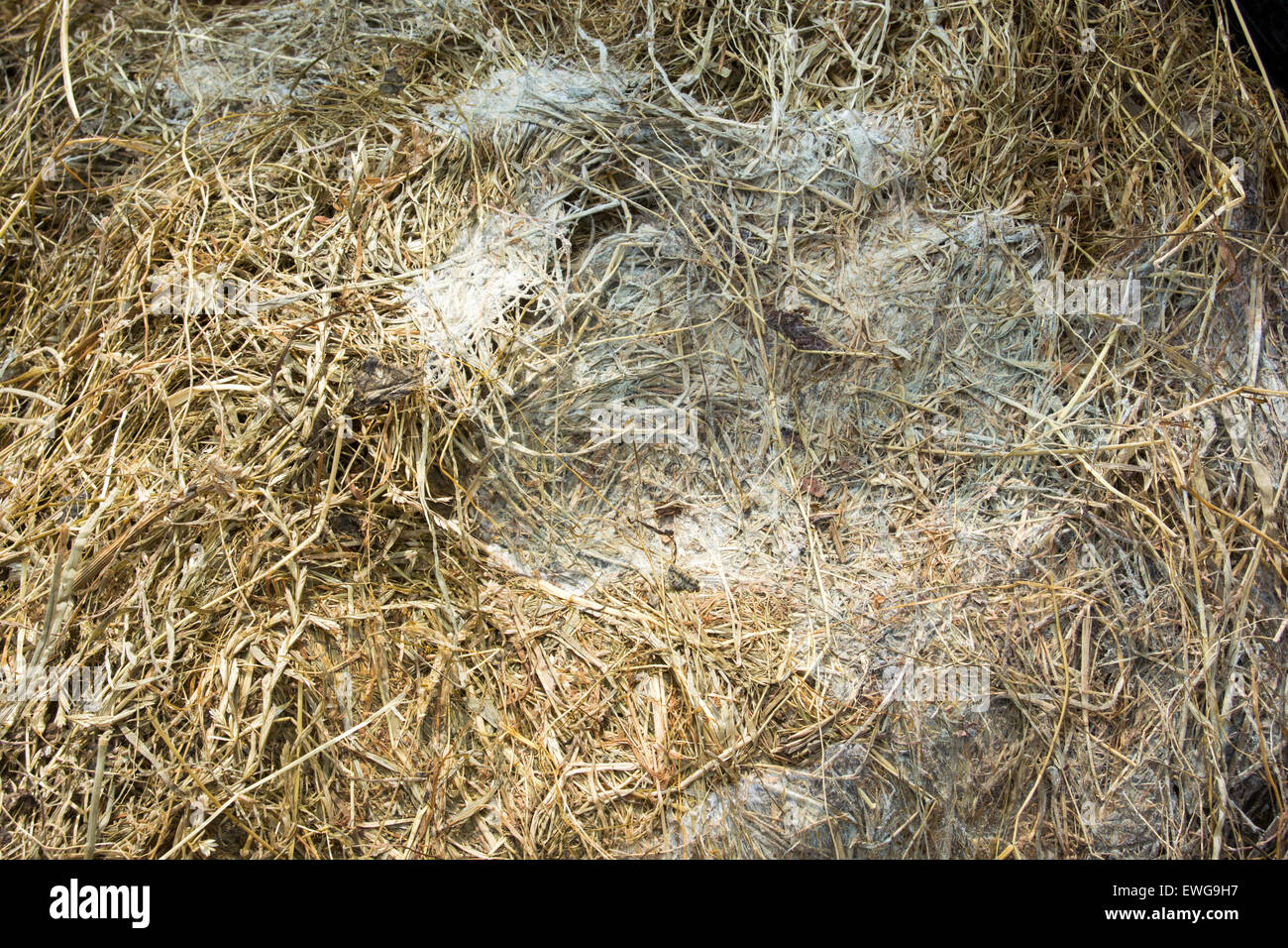Mould formed on big bale silage, which make sit harmful to feed to ...