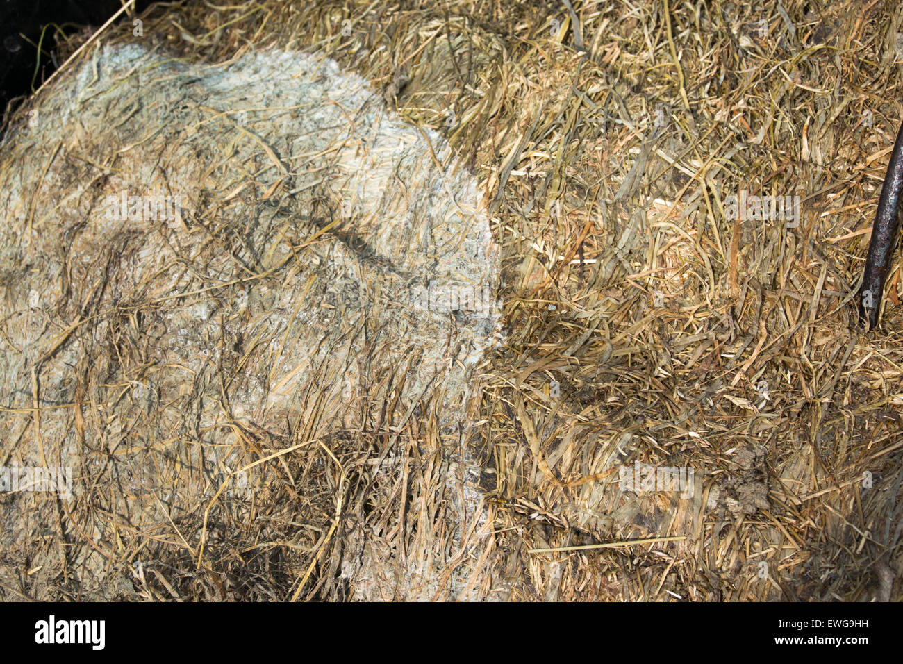 Mould formed on big bale silage, which make sit harmful to feed to ...