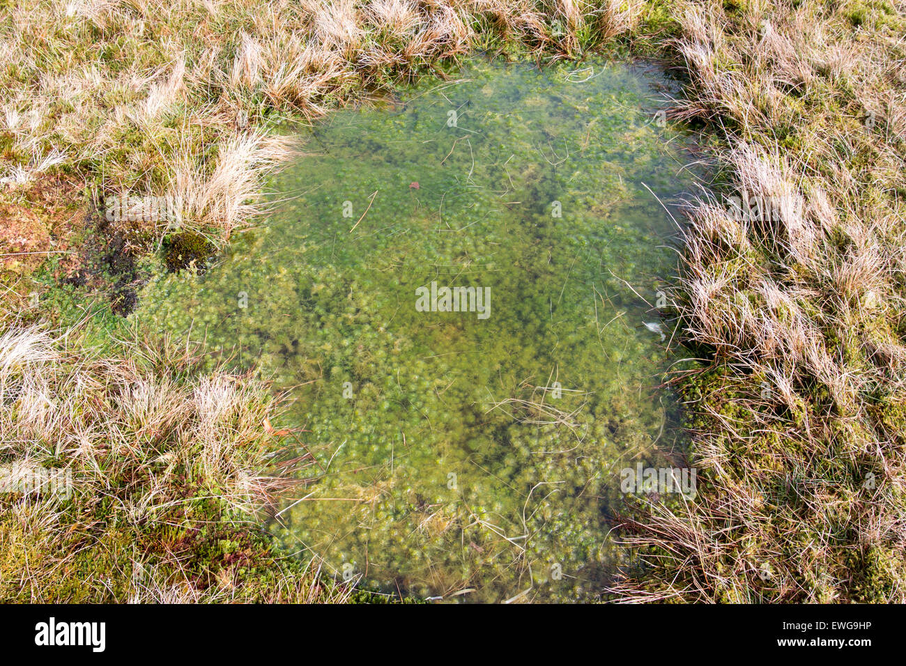 Peat moss moss uk hi-res stock photography and images - Alamy