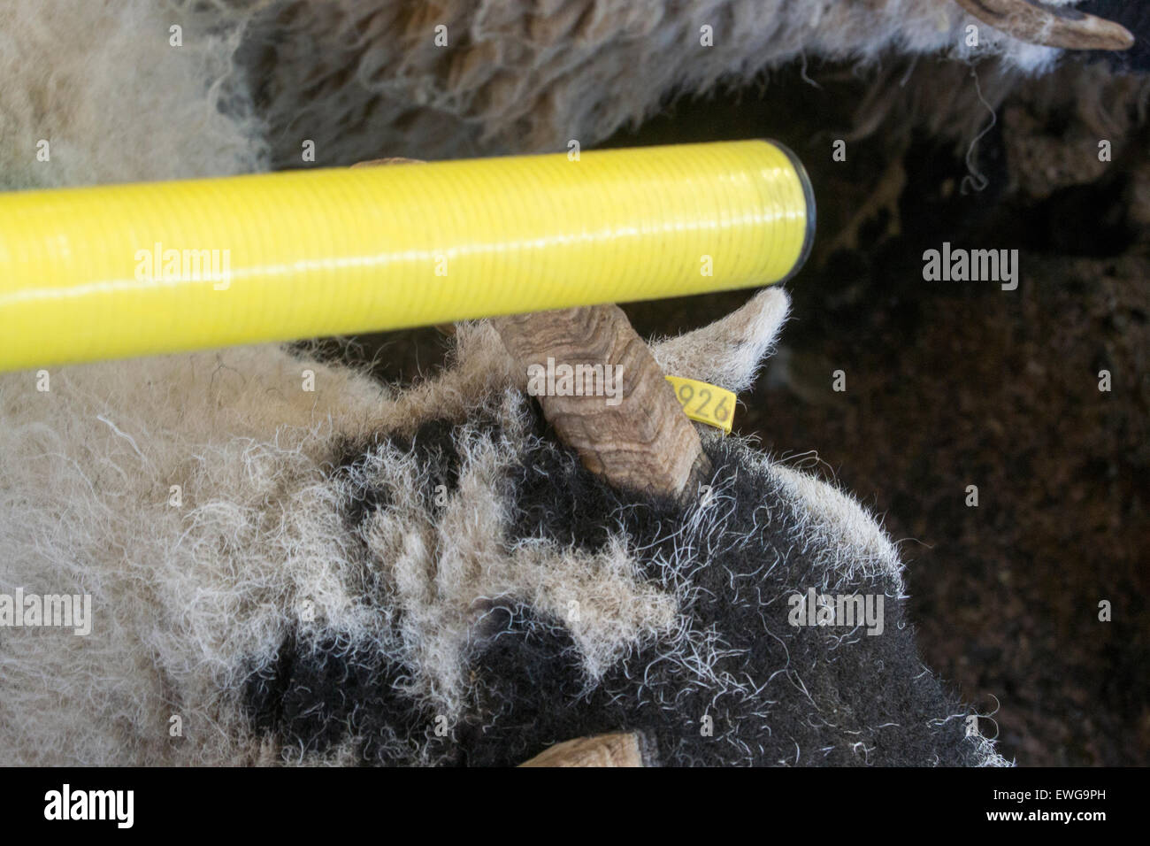 Electronic Identification device (EID) tag reader being used on sheep ...