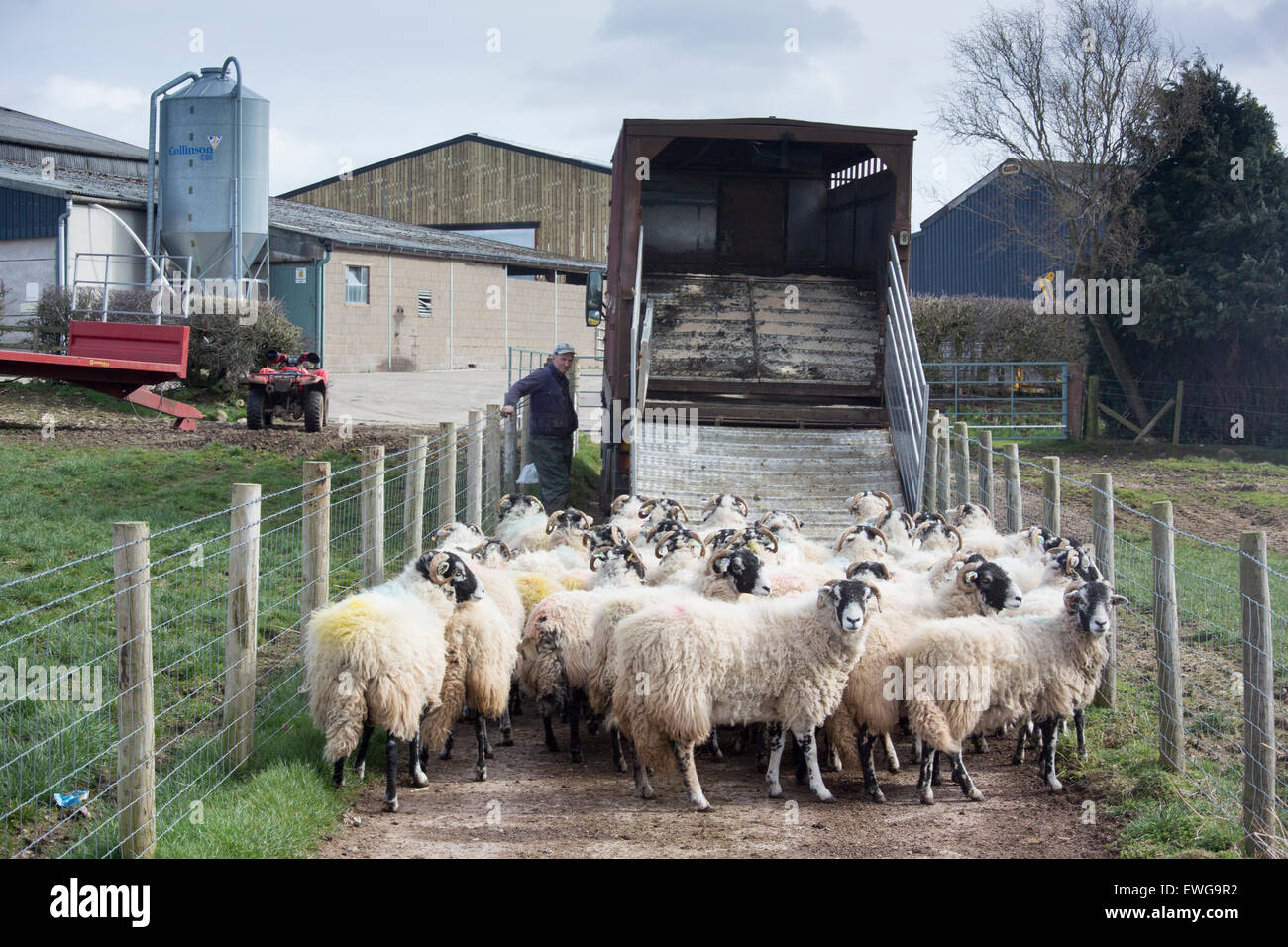 Swaledale sheep being loaded onto a livestock wagon, coming home after ...