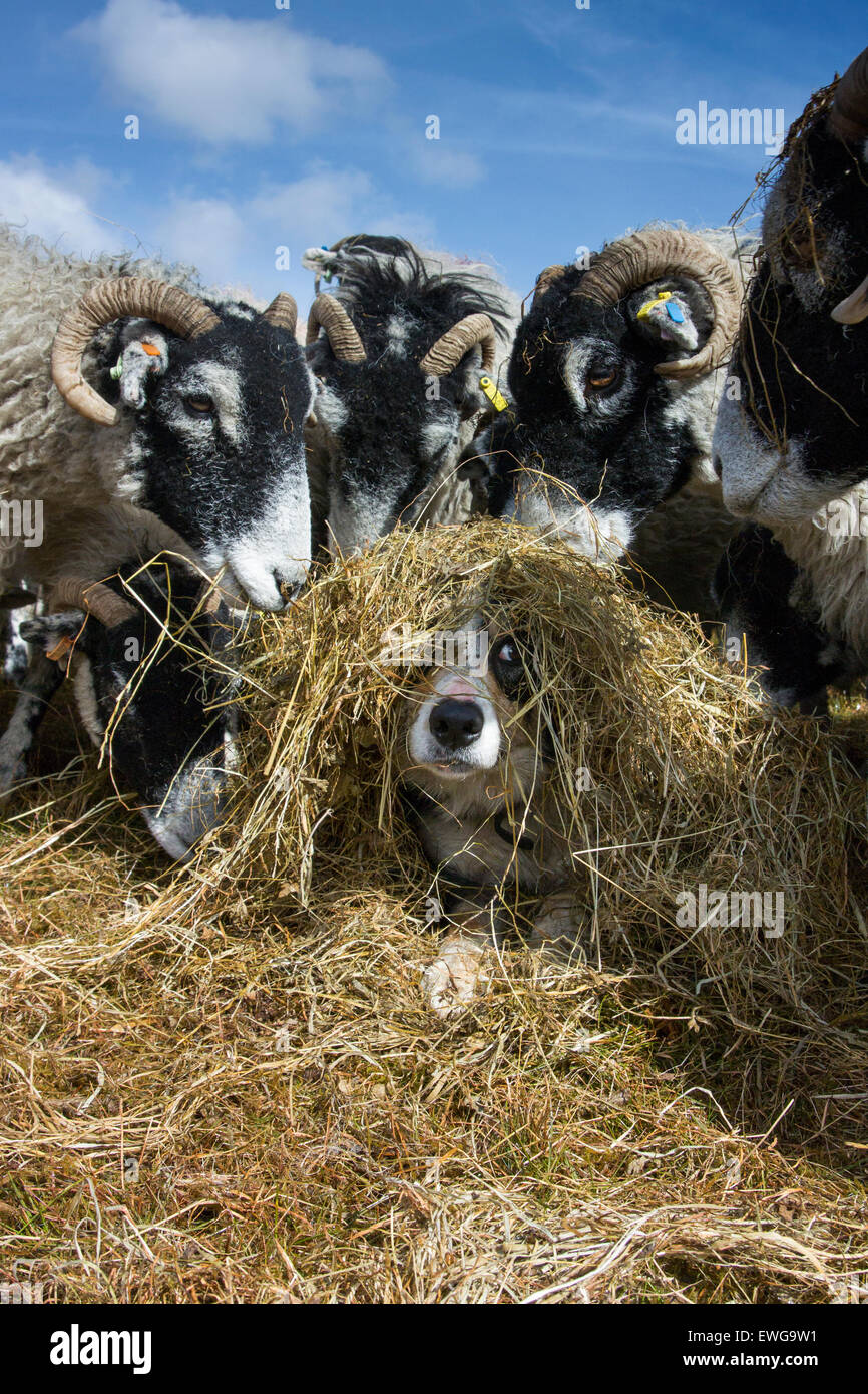 Sheepdog hiding under silage, surrounded by sheep eating, Cumbria, UK ...