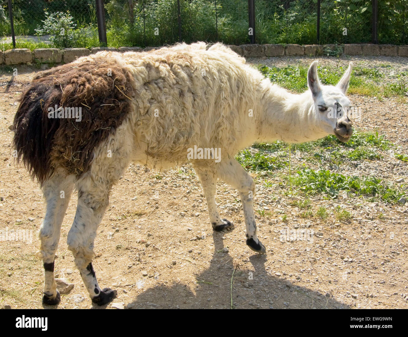 Lama, sort Lama Glama, in white and brown colours Stock Photo - Alamy