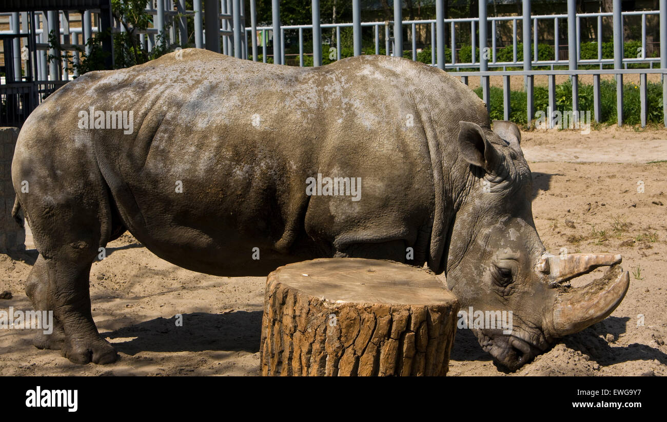Rhinoceros, standing, full view from back side, horizontal orientation ...