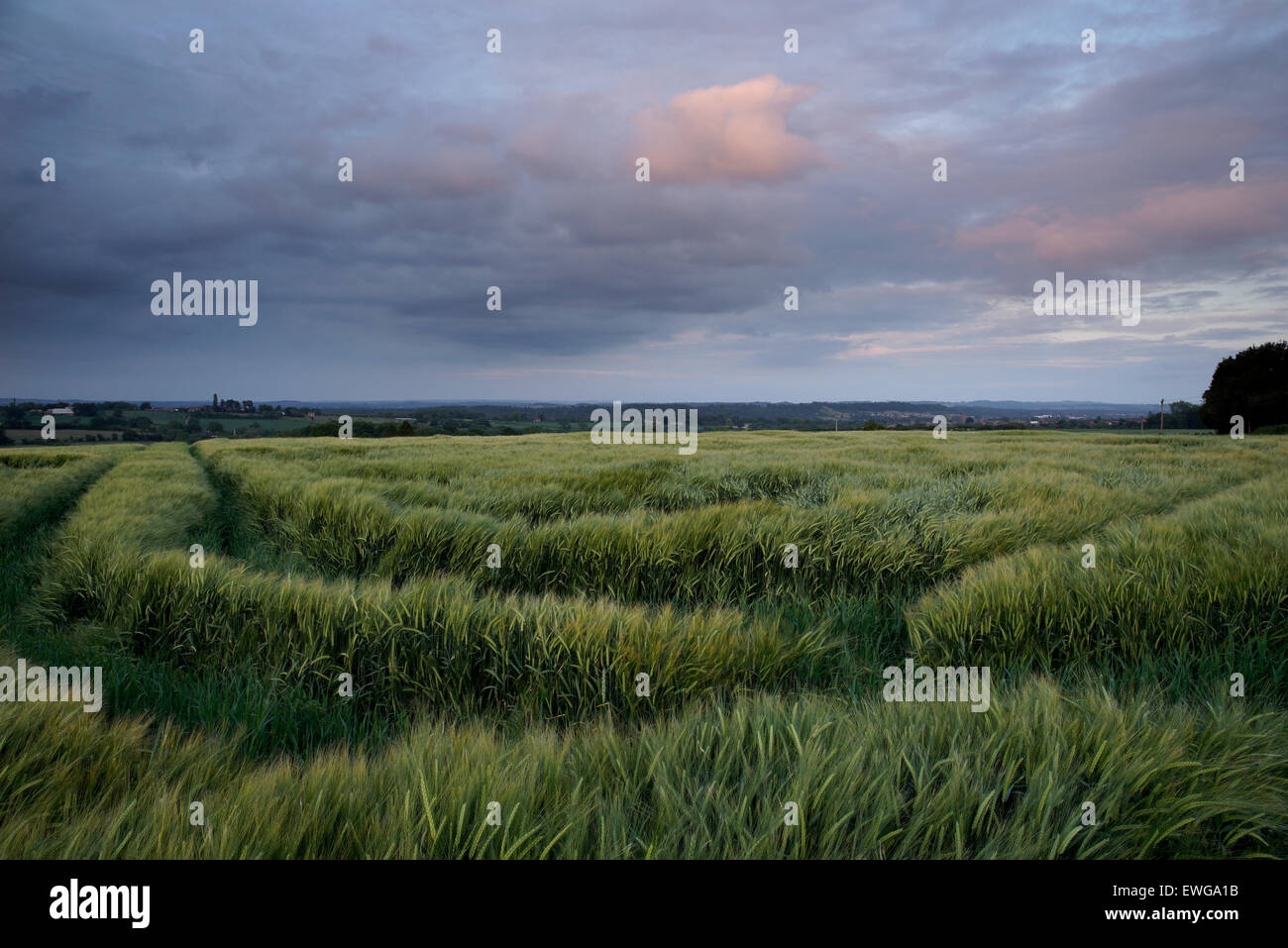 Barley growing on farm tasley hi-res stock photography and images - Alamy