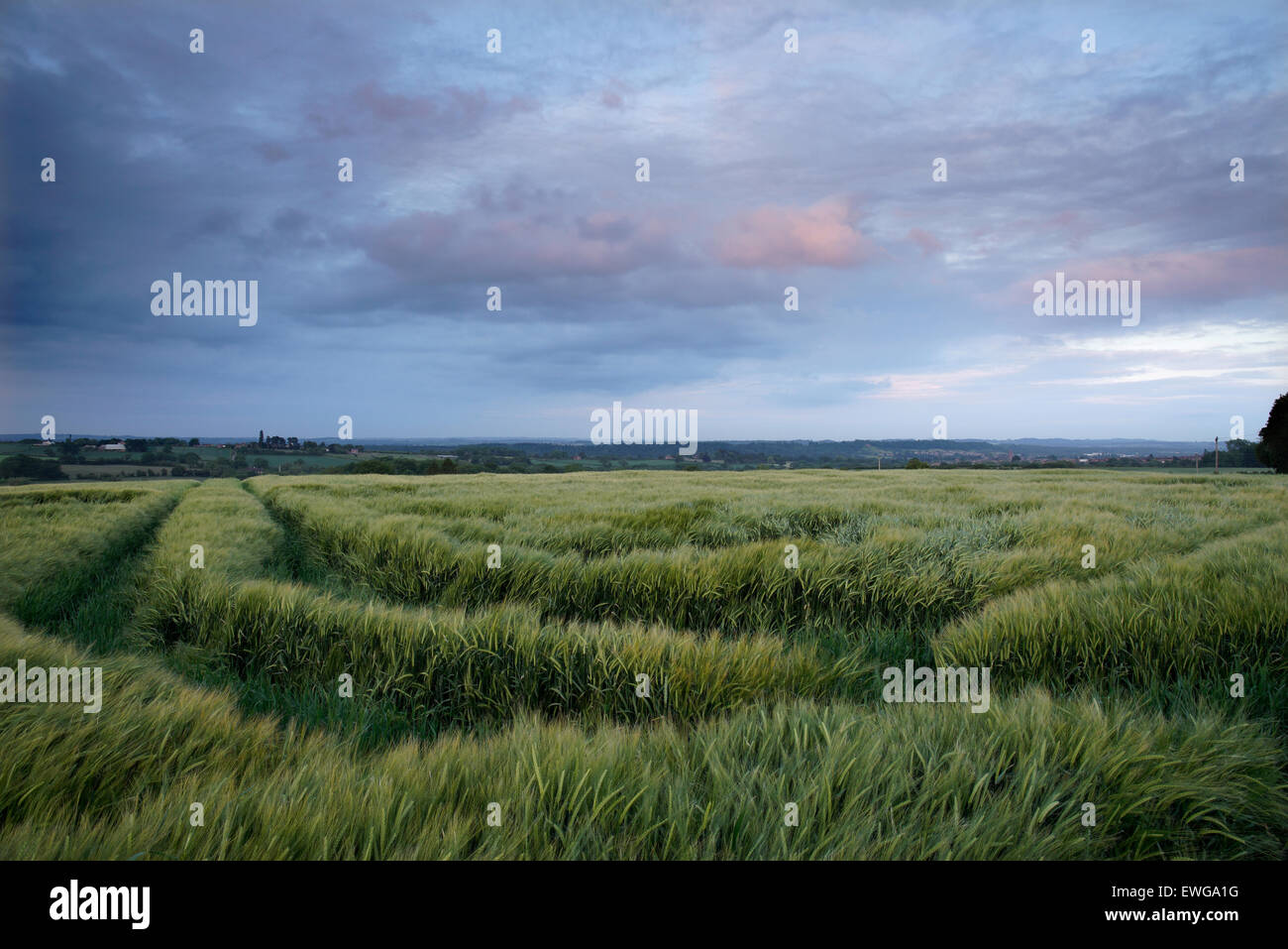 Barley growing on farm tasley hi-res stock photography and images - Alamy