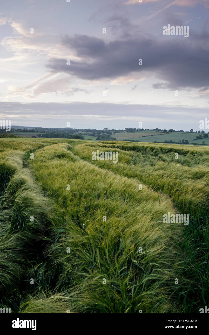 Barley growing on farm tasley hi-res stock photography and images - Alamy