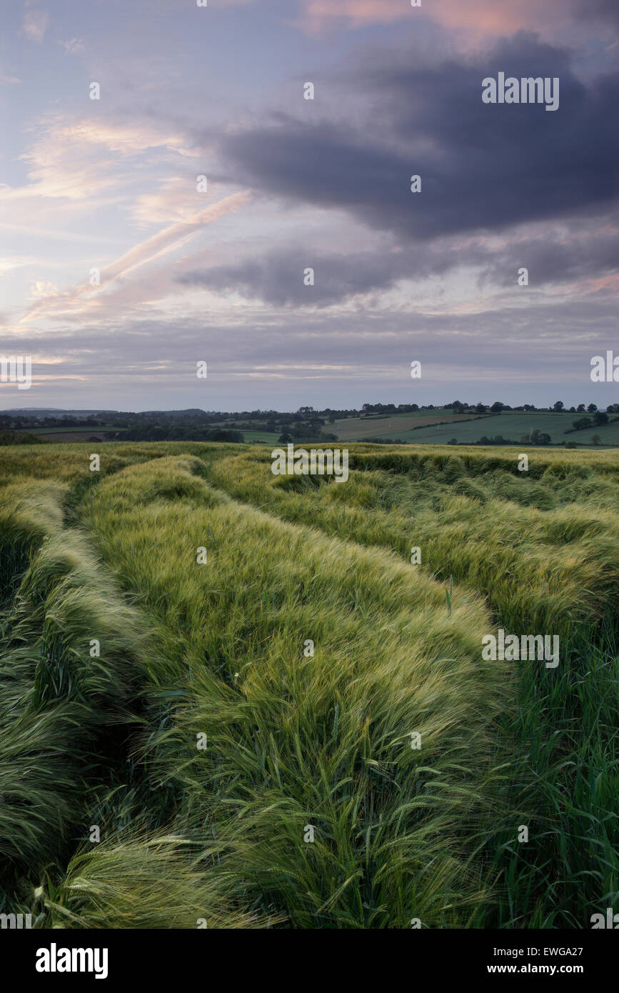 Barley growing on farm tasley hi-res stock photography and images - Alamy