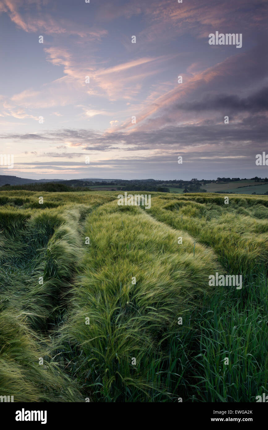 Barley growing on farm tasley hi-res stock photography and images - Alamy