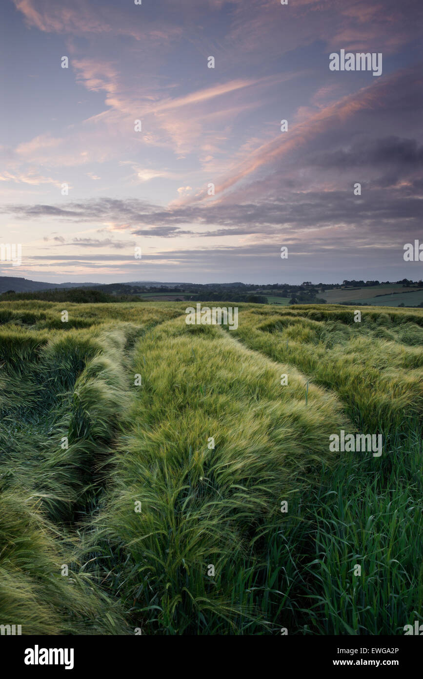 Barley growing hi-res stock photography and images - Alamy