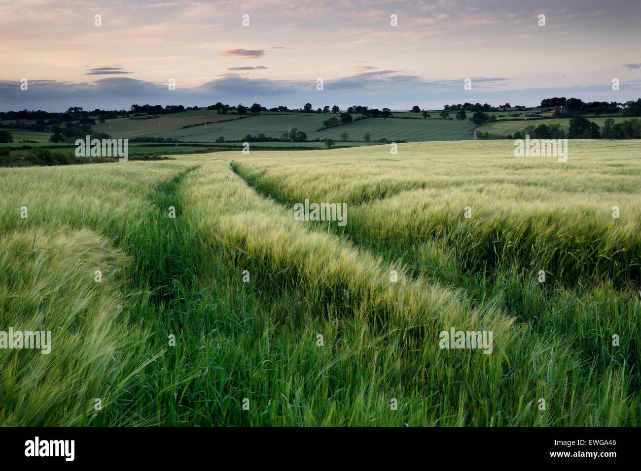 Barley growing on farm tasley hi-res stock photography and images - Alamy