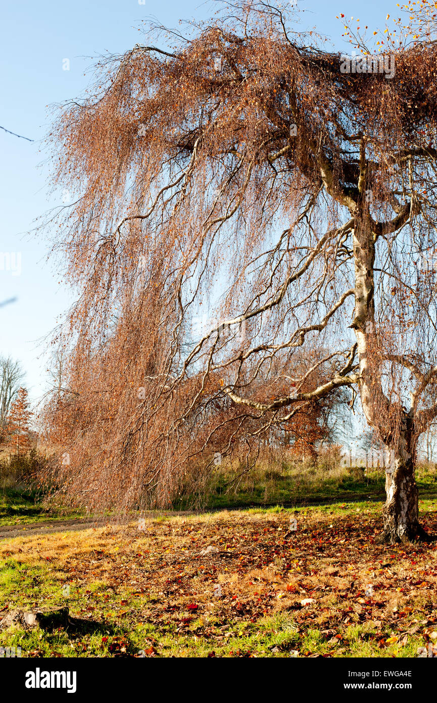 The willow tree orange hi-res stock photography and images - Alamy