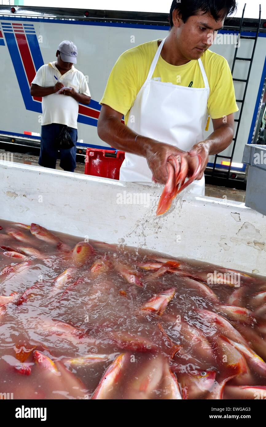 Gallo gallos hi-res stock photography and images - Alamy