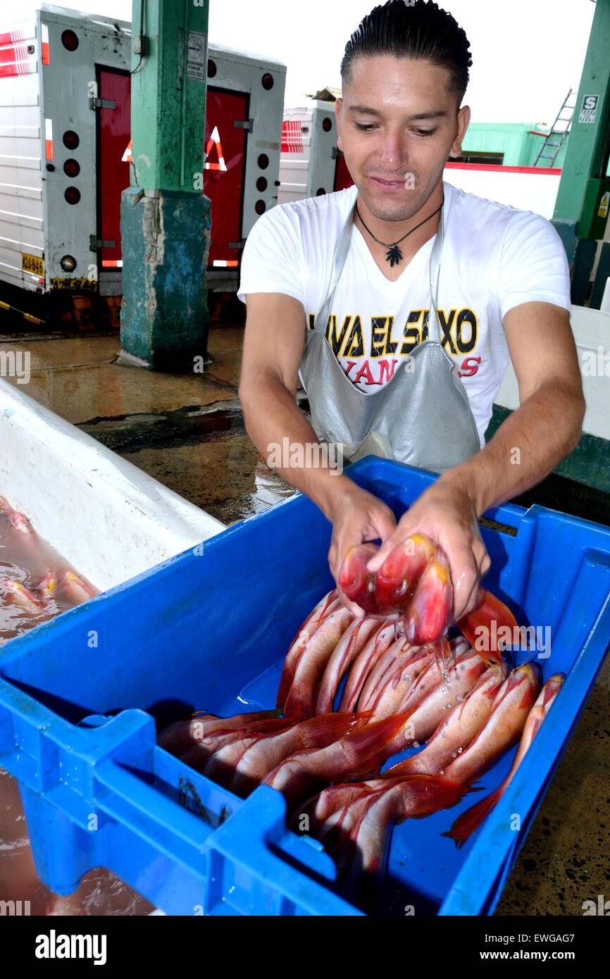 Washing Gallo fish - Port in PUERTO PIZARRO. Department of Tumbes .PERU ...