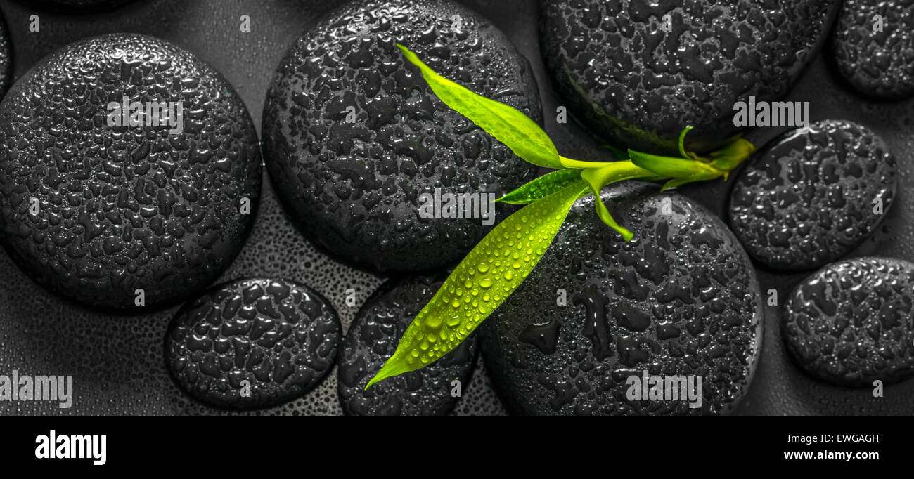 top down closeup beautiful spa composition of green branch bamboo on ...