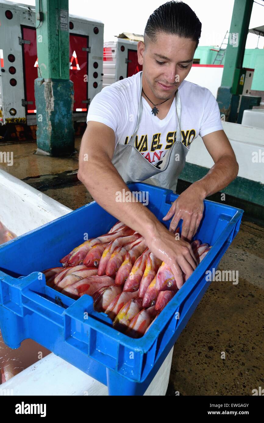 Washing Gallo fish - Port in PUERTO PIZARRO. Department of Tumbes .PERU ...
