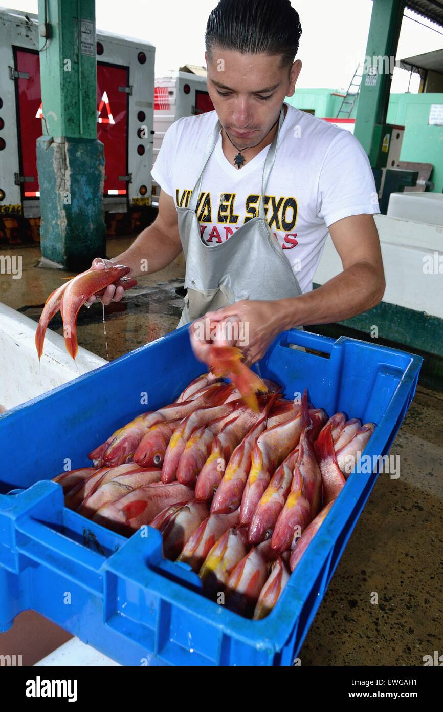 Washing Gallo fish - Port in PUERTO PIZARRO. Department of Tumbes .PERU ...
