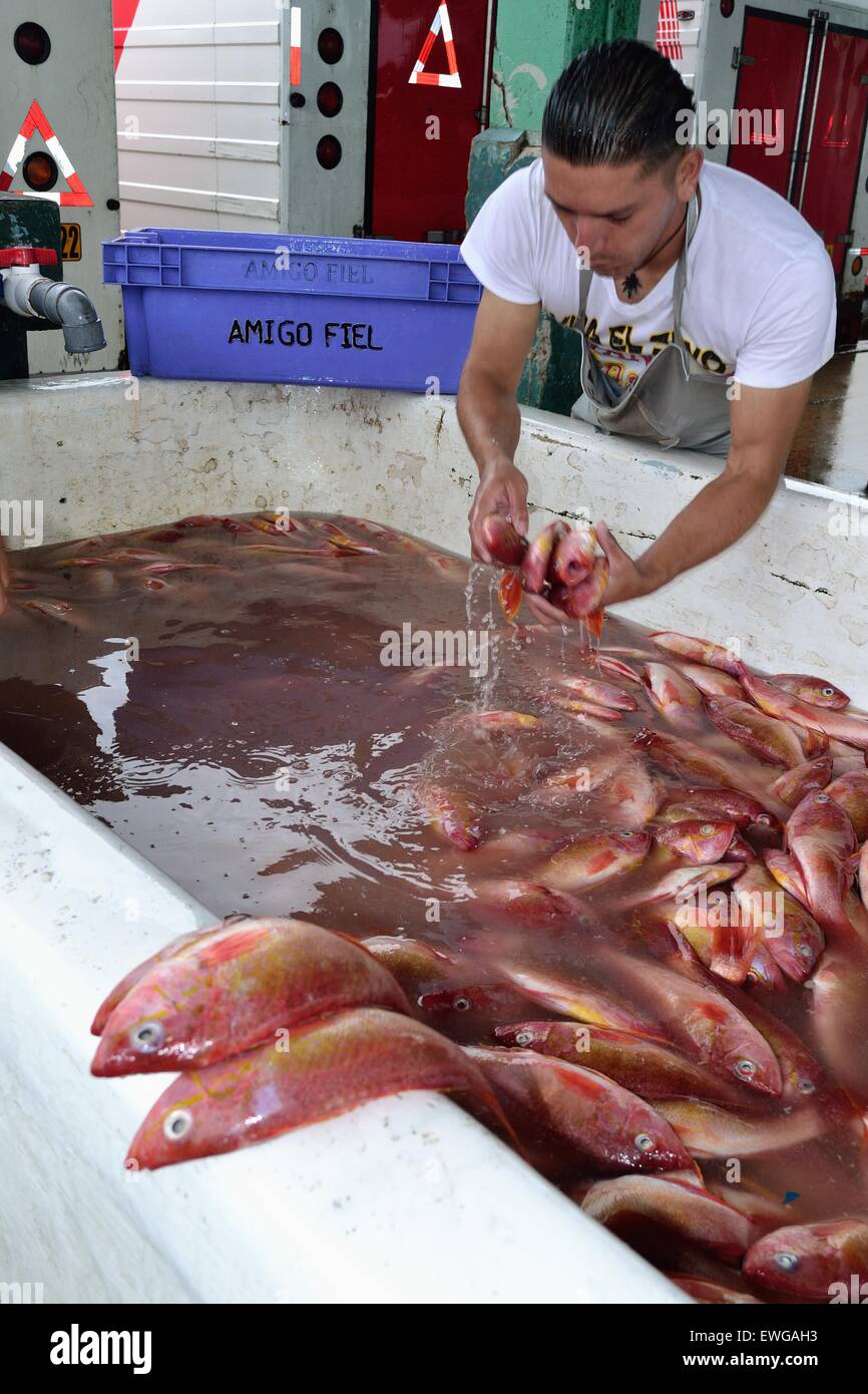 Gallo peru hi-res stock photography and images - Alamy