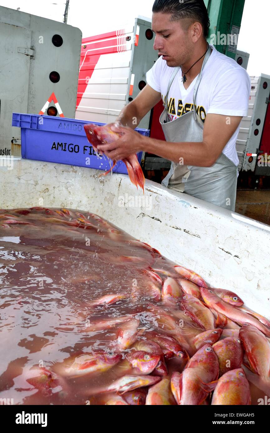 Washing Gallo fish - Port in PUERTO PIZARRO. Department of Tumbes .PERU ...
