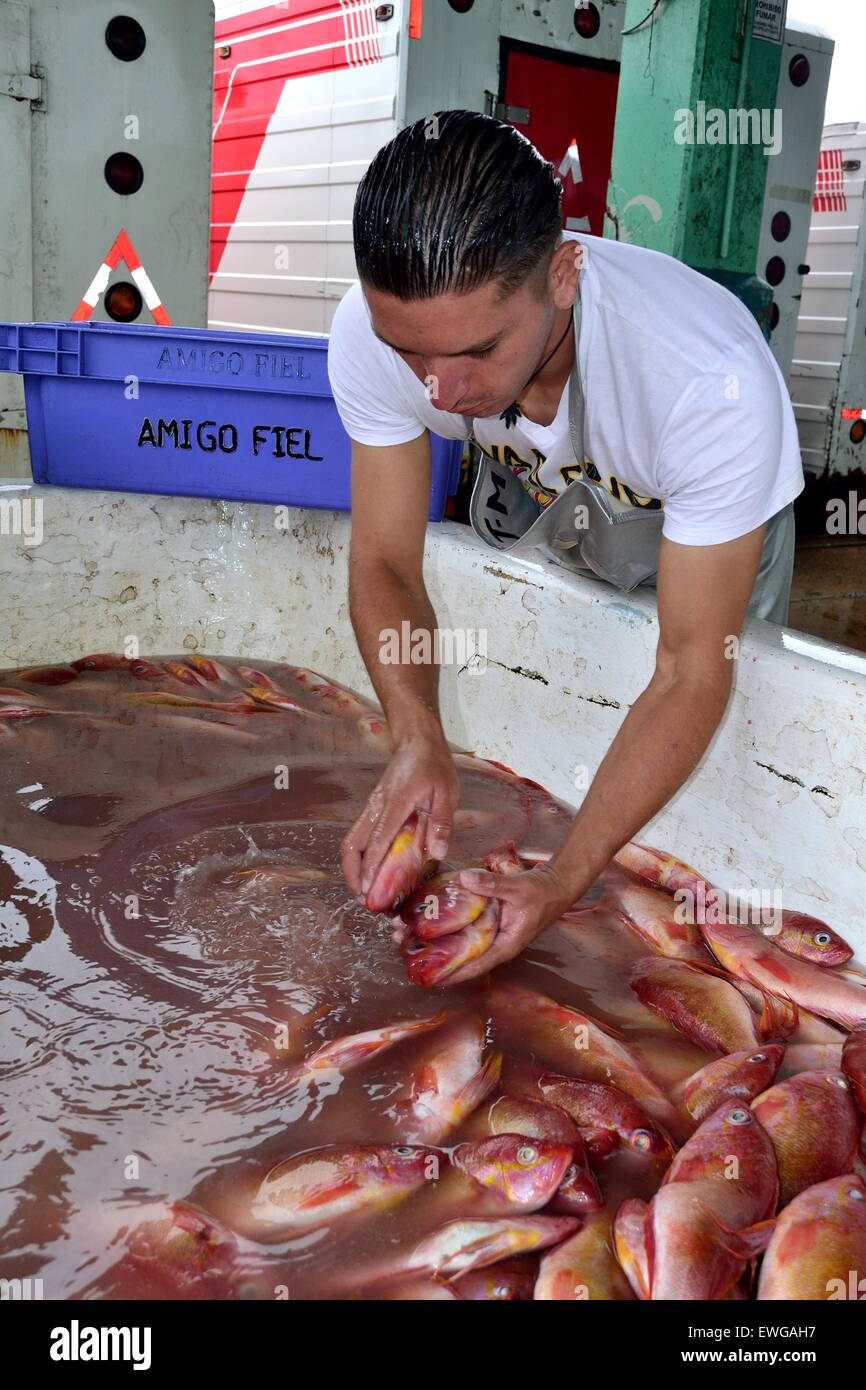 Gallo gallos hi-res stock photography and images - Alamy