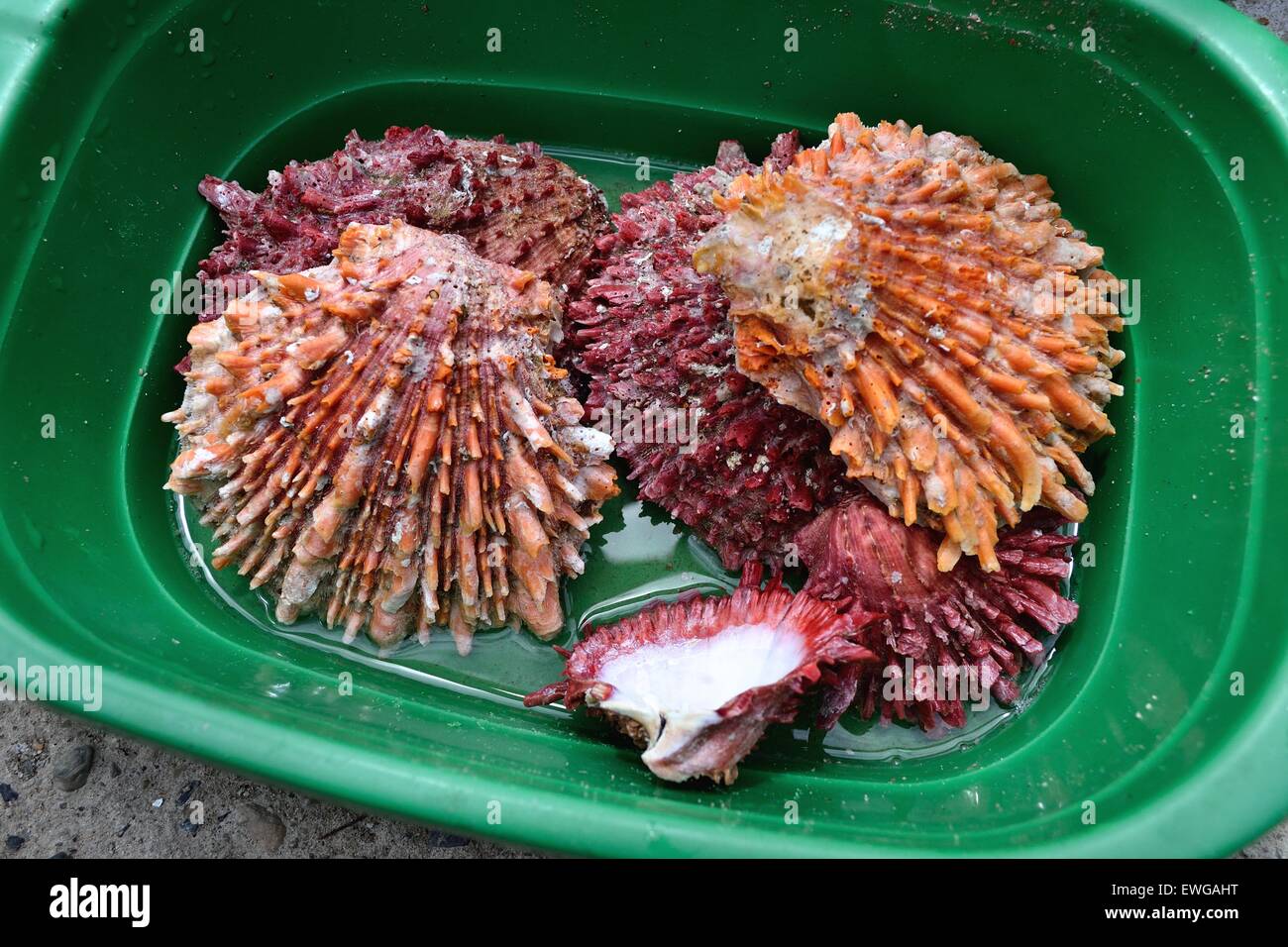 Spondylus hi-res stock photography and images - Alamy