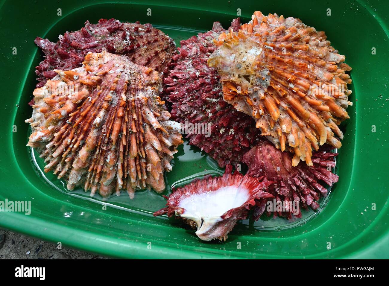 Spondylus princeps hi-res stock photography and images - Alamy