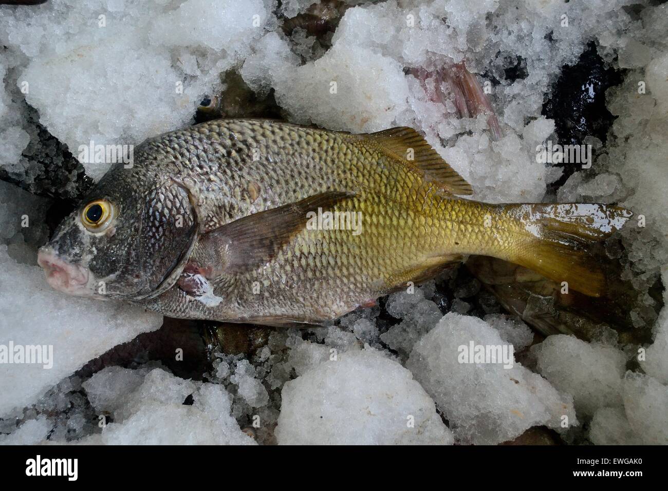 Zapata fish - Port in PUERTO PIZARRO. Department of Tumbes .PERU Stock ...