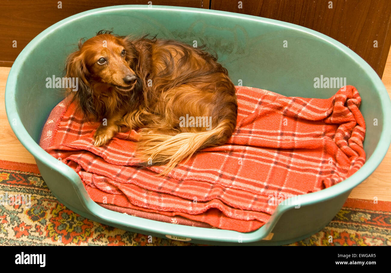 Pet badger hi-res stock photography and images - Alamy
