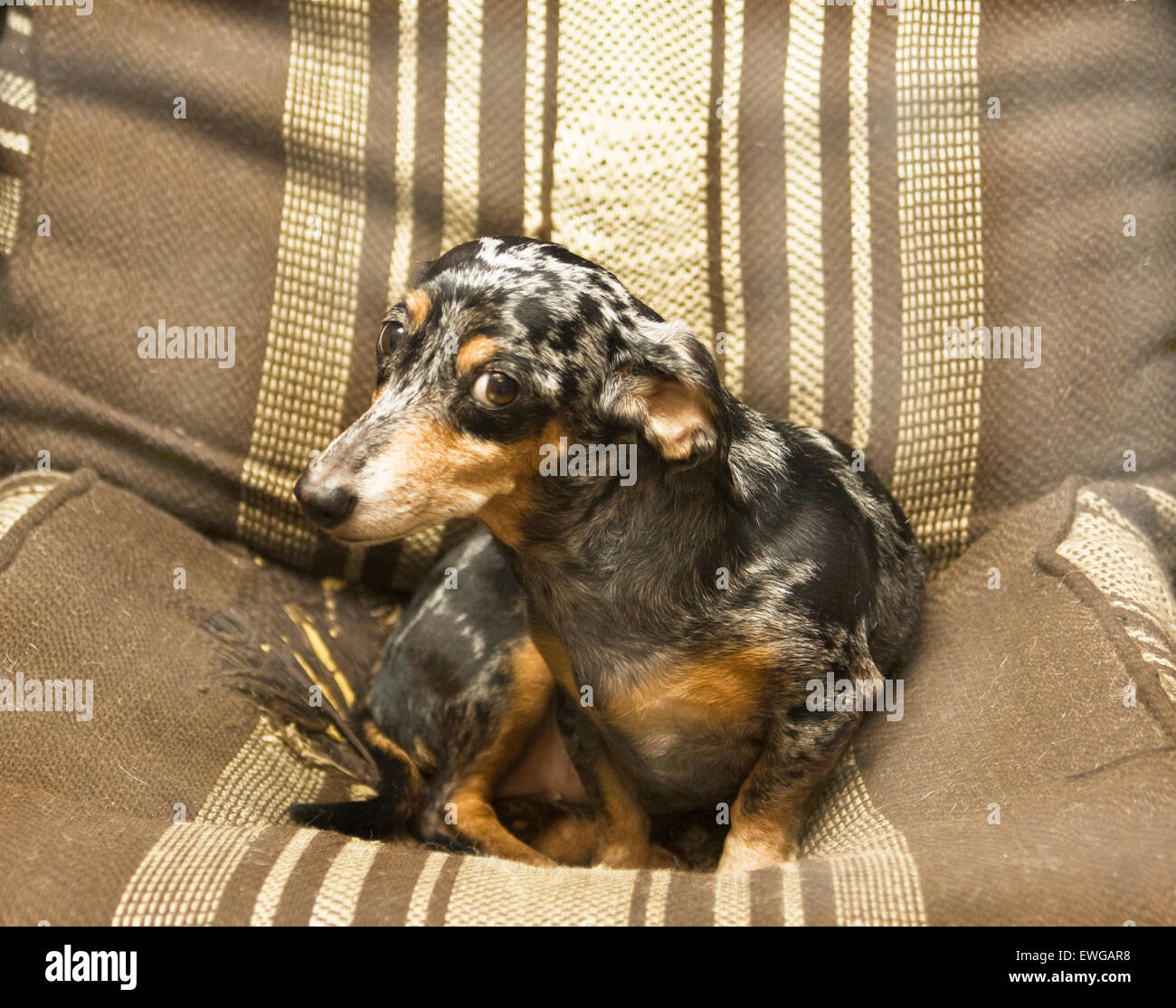 Short-haired black dachshund (badger-dog) sitting on chair Stock Photo ...
