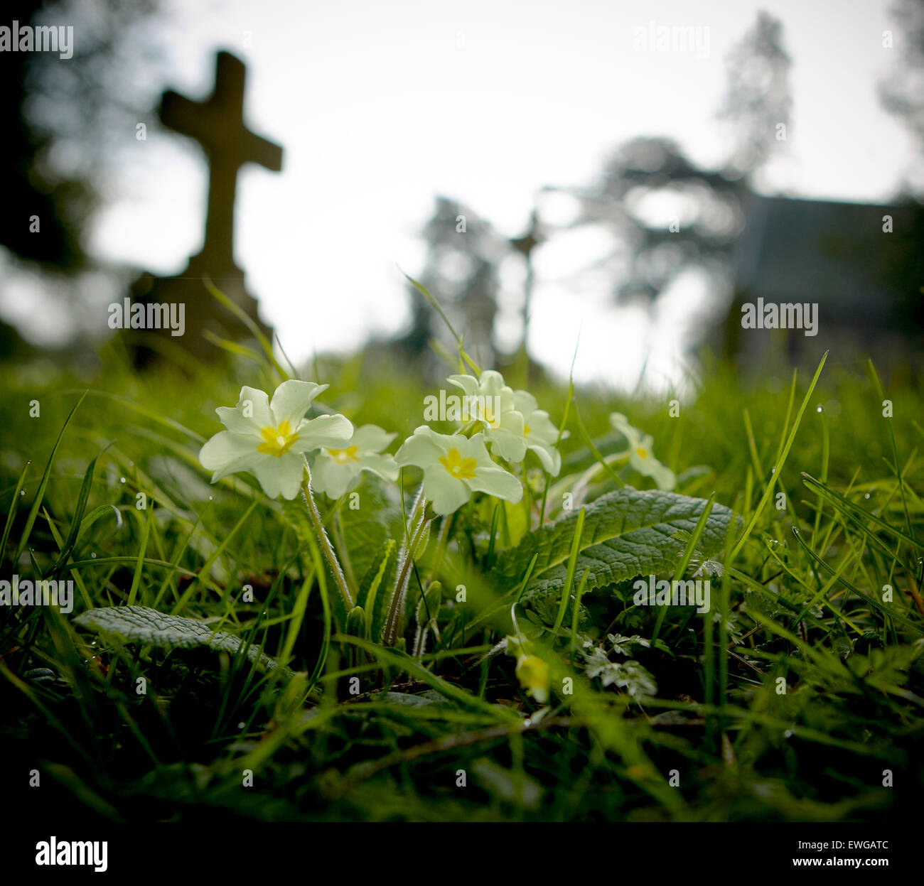 Primroses in graveyard Stock Photo - Alamy