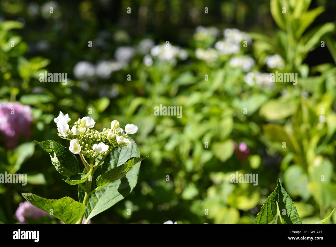 Green inflorescence hi-res stock photography and images - Alamy