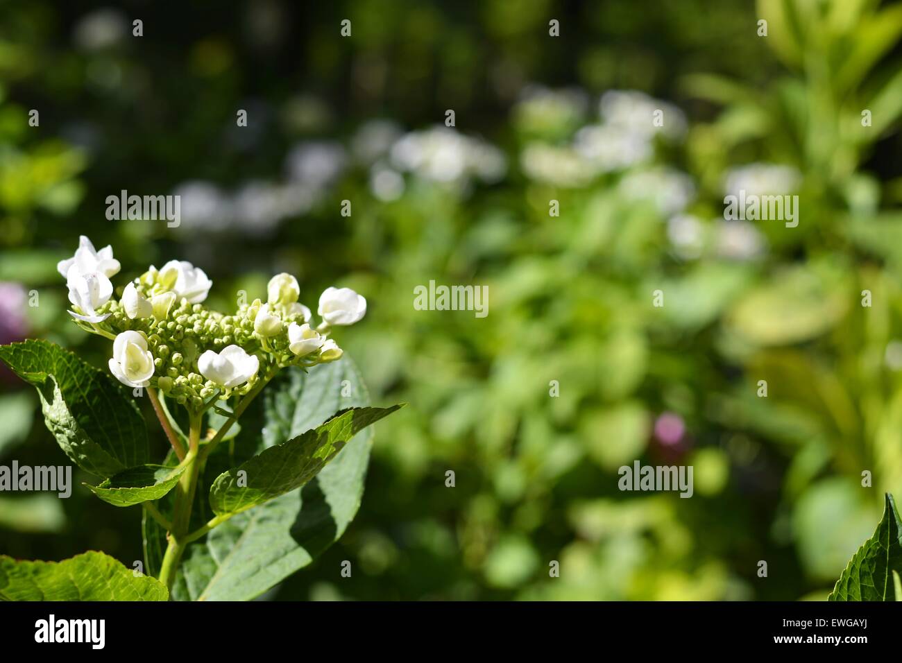Inflorescence flower hi-res stock photography and images - Alamy