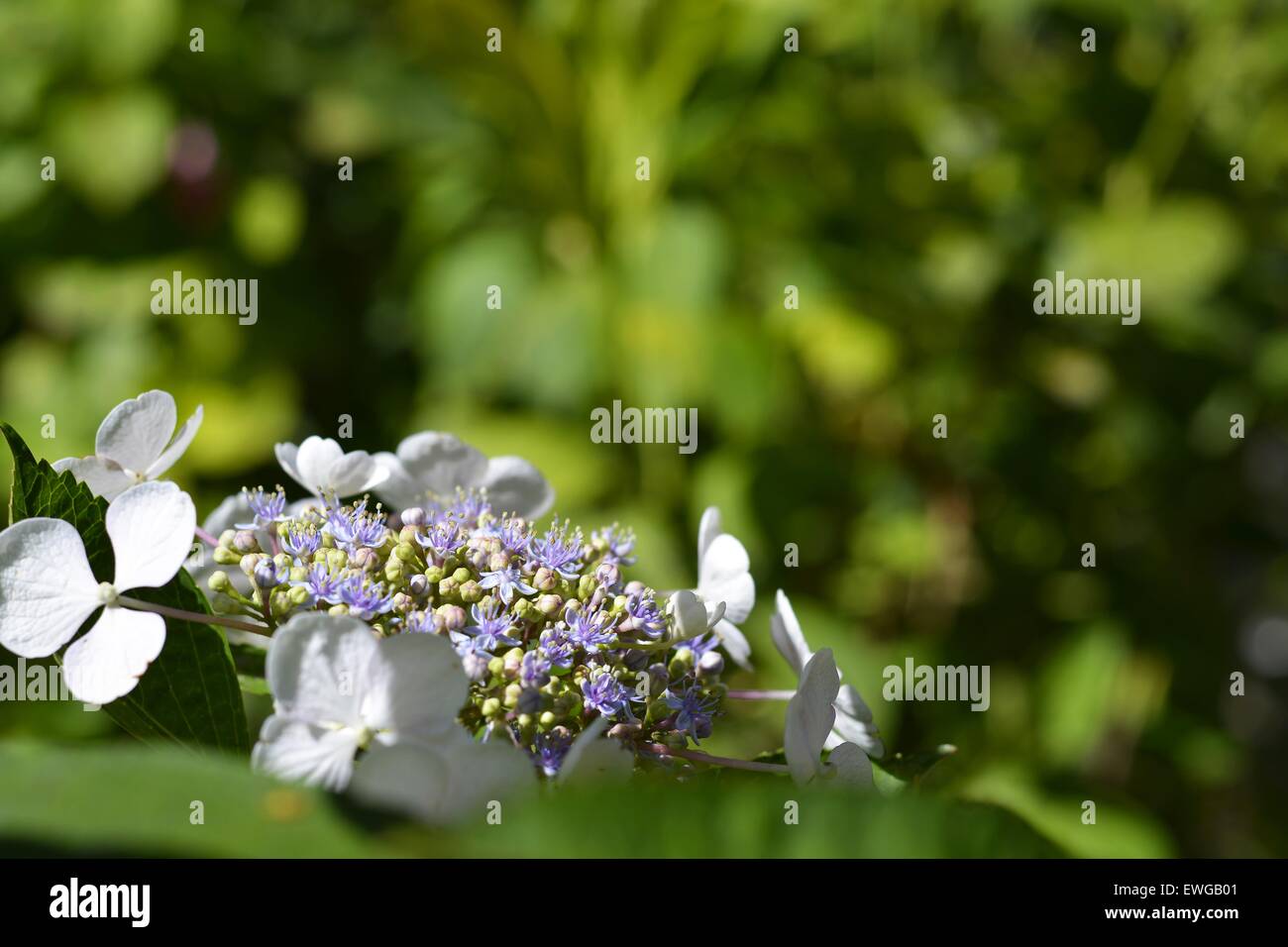 Inflorescence flower hi-res stock photography and images - Alamy