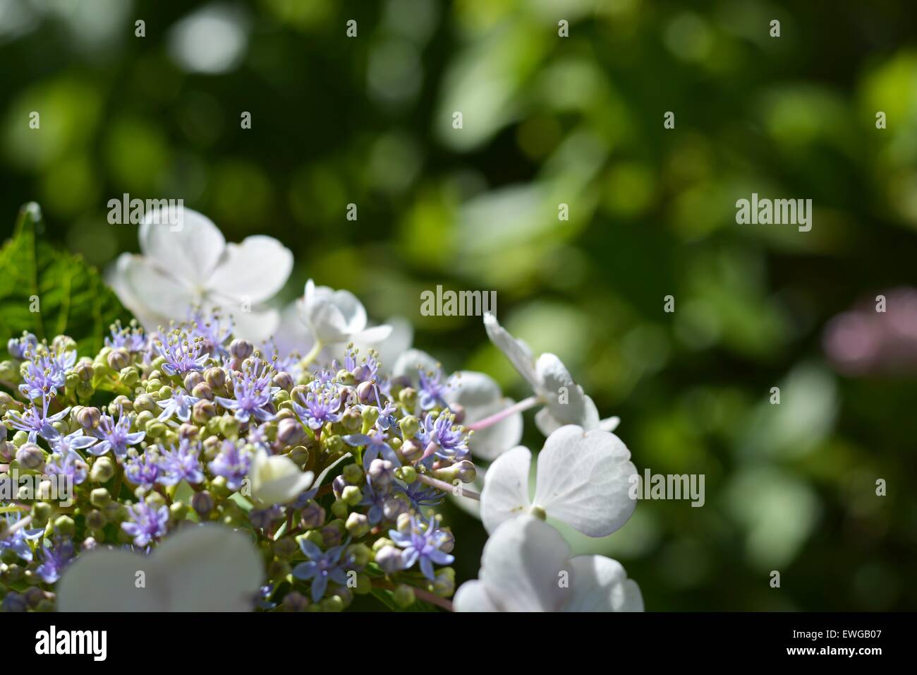 Inflorescence flower hi-res stock photography and images - Alamy
