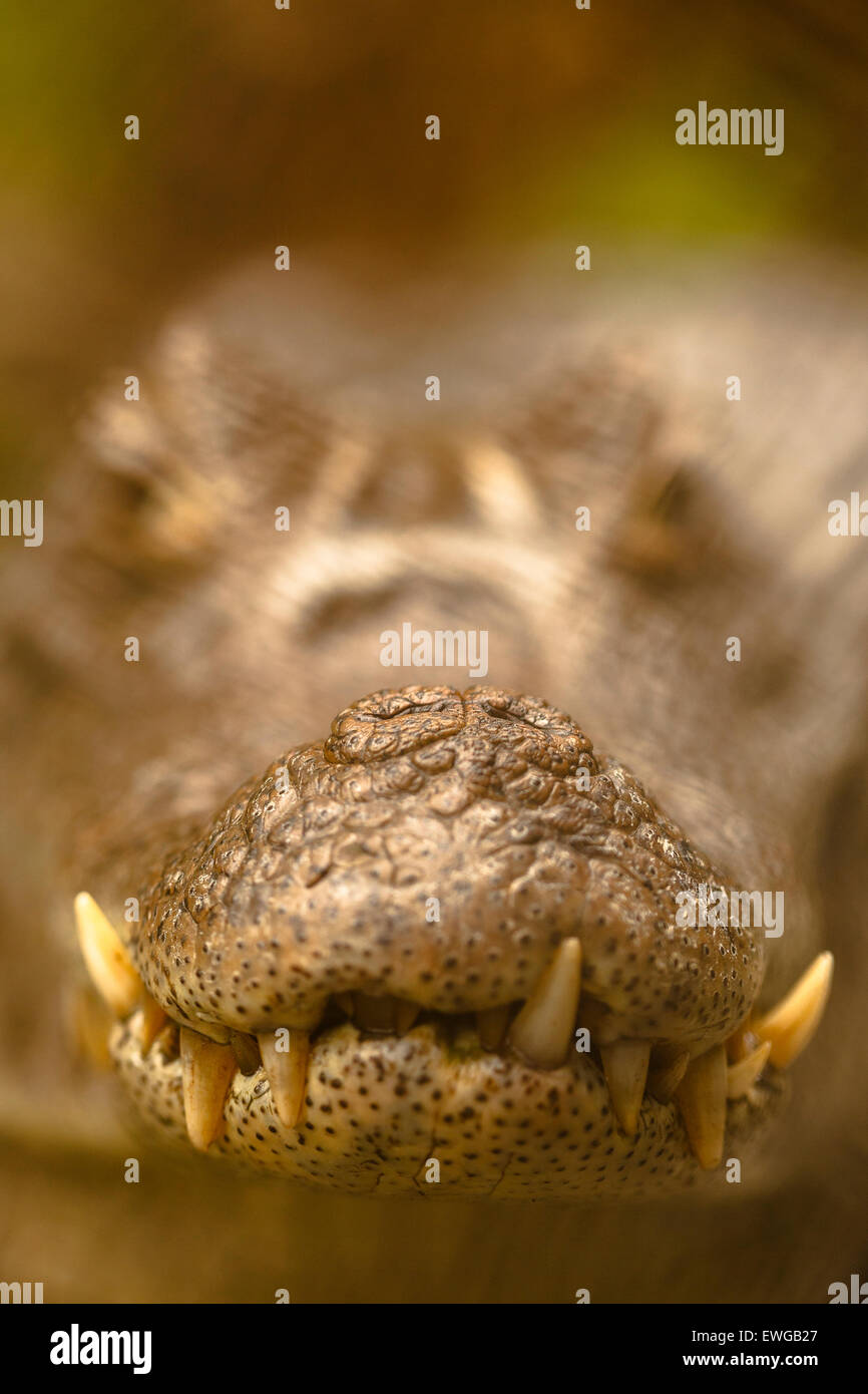 Caiman crocodilus. Zoo ave. Alajuela. Costa Rica. America Stock Photo ...
