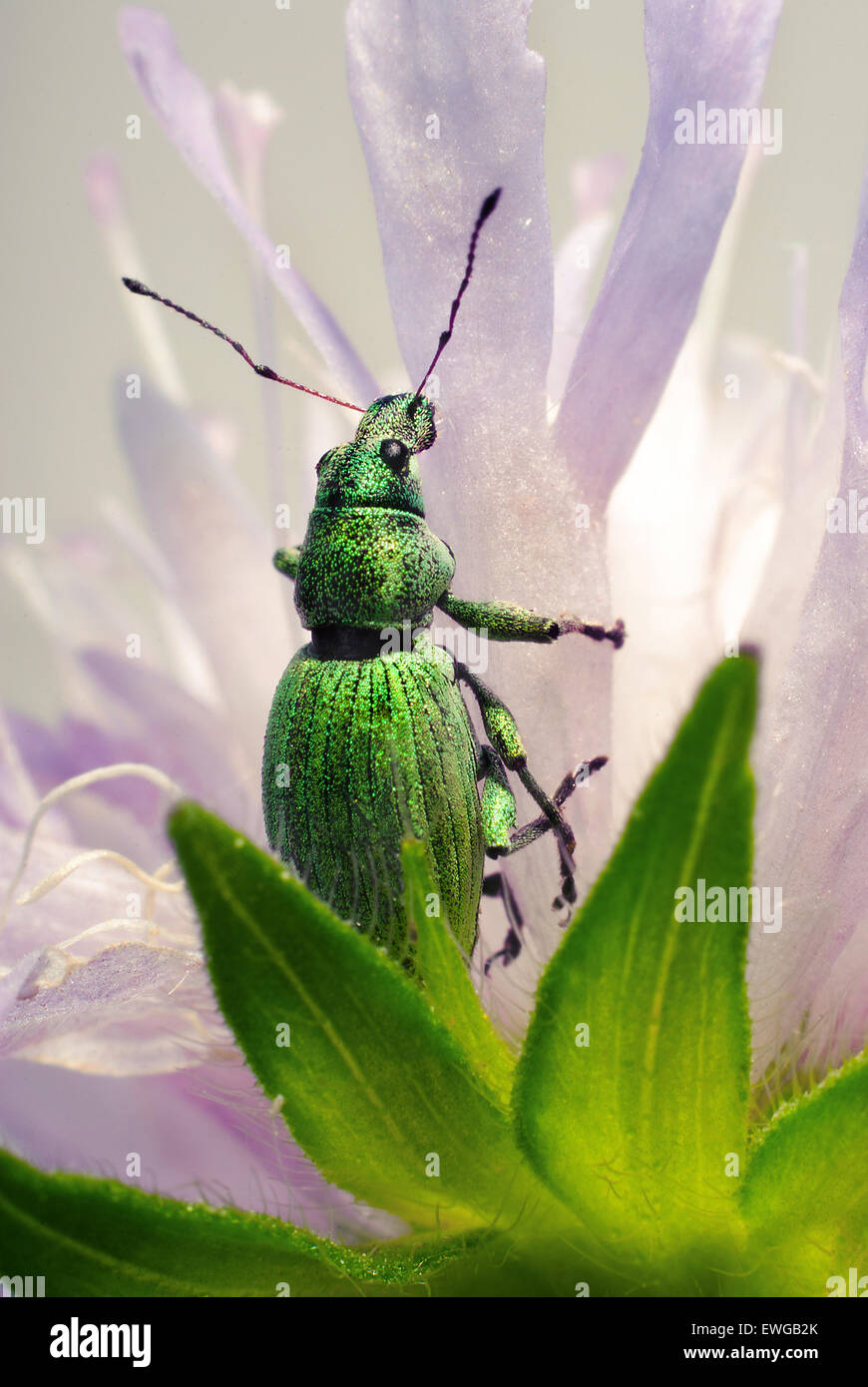 Beetle green Weevil (Phyllobius maculicornis) on a flower (Phyllobius ...