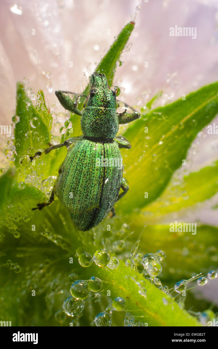 Beetle green Weevil (Phyllobius maculicornis) on a flower with the dew ...