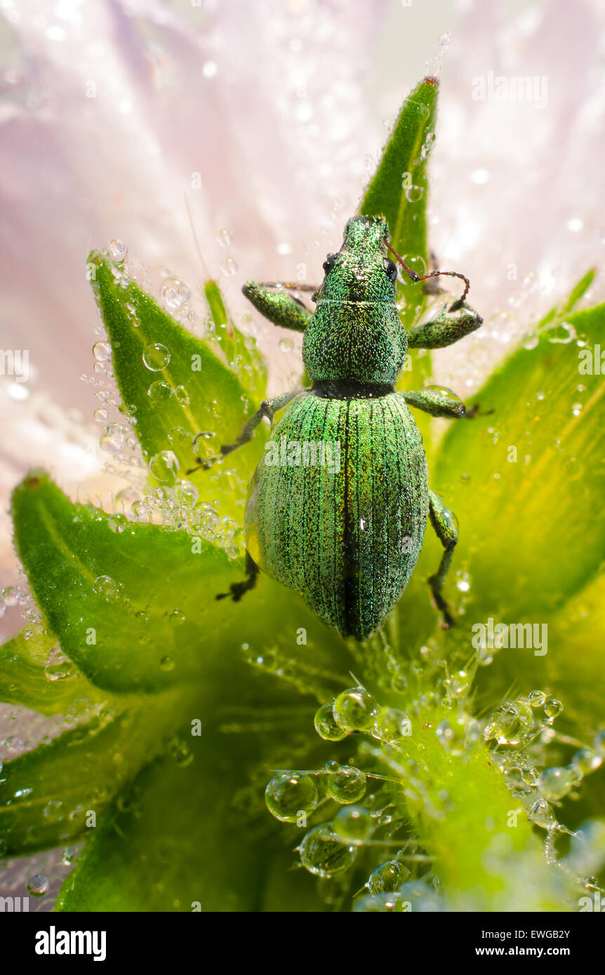 Beetle green Weevil (Phyllobius maculicornis) on a flower with the dew ...