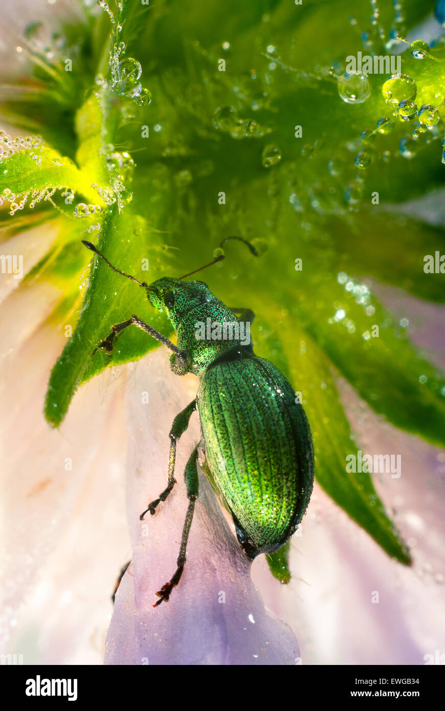 Beetle green Weevil (Phyllobius maculicornis) on a flower with the dew ...
